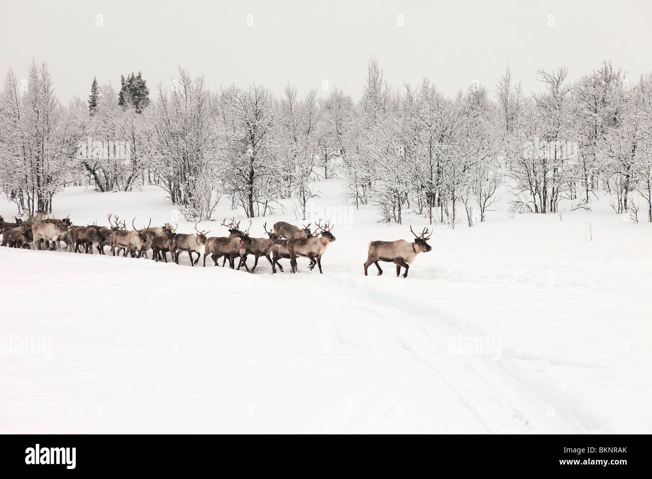 The annual Sami springtime reindeer migration from Stubba nr Gällivare ...