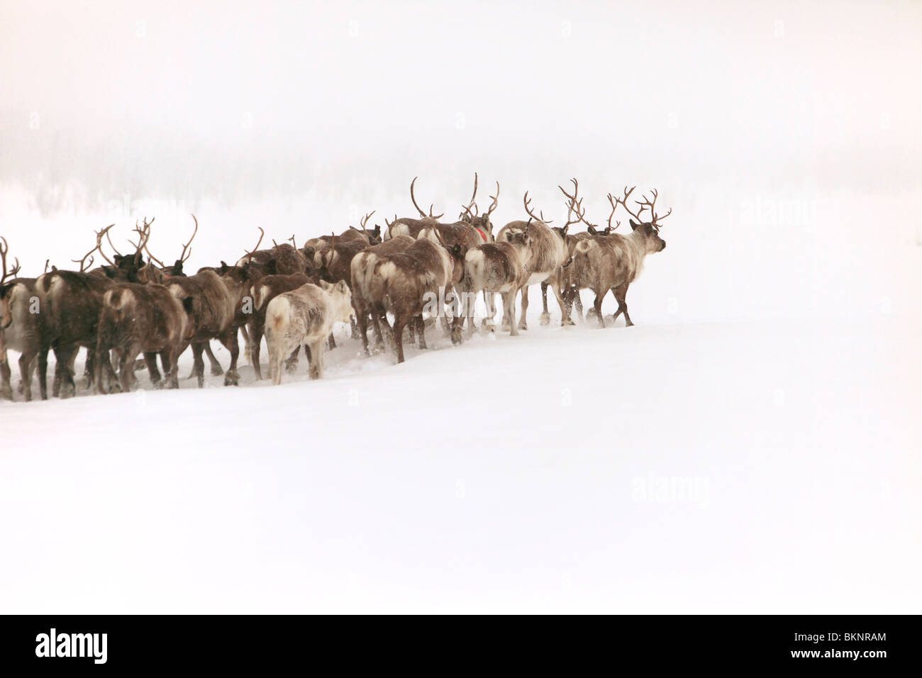 The annual Sami springtime reindeer migration from Stubba nr Gällivare ...
