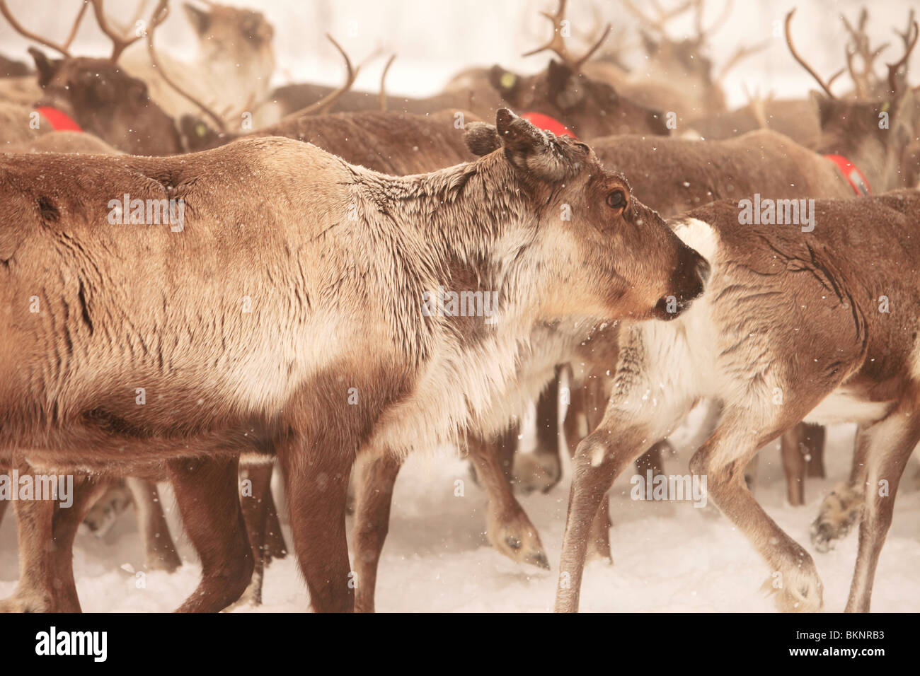 The annual Sami springtime reindeer migration from Stubba nr Gällivare ...