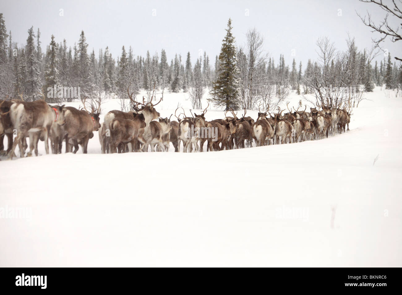 The annual Sami springtime reindeer migration from Stubba nr Gällivare ...