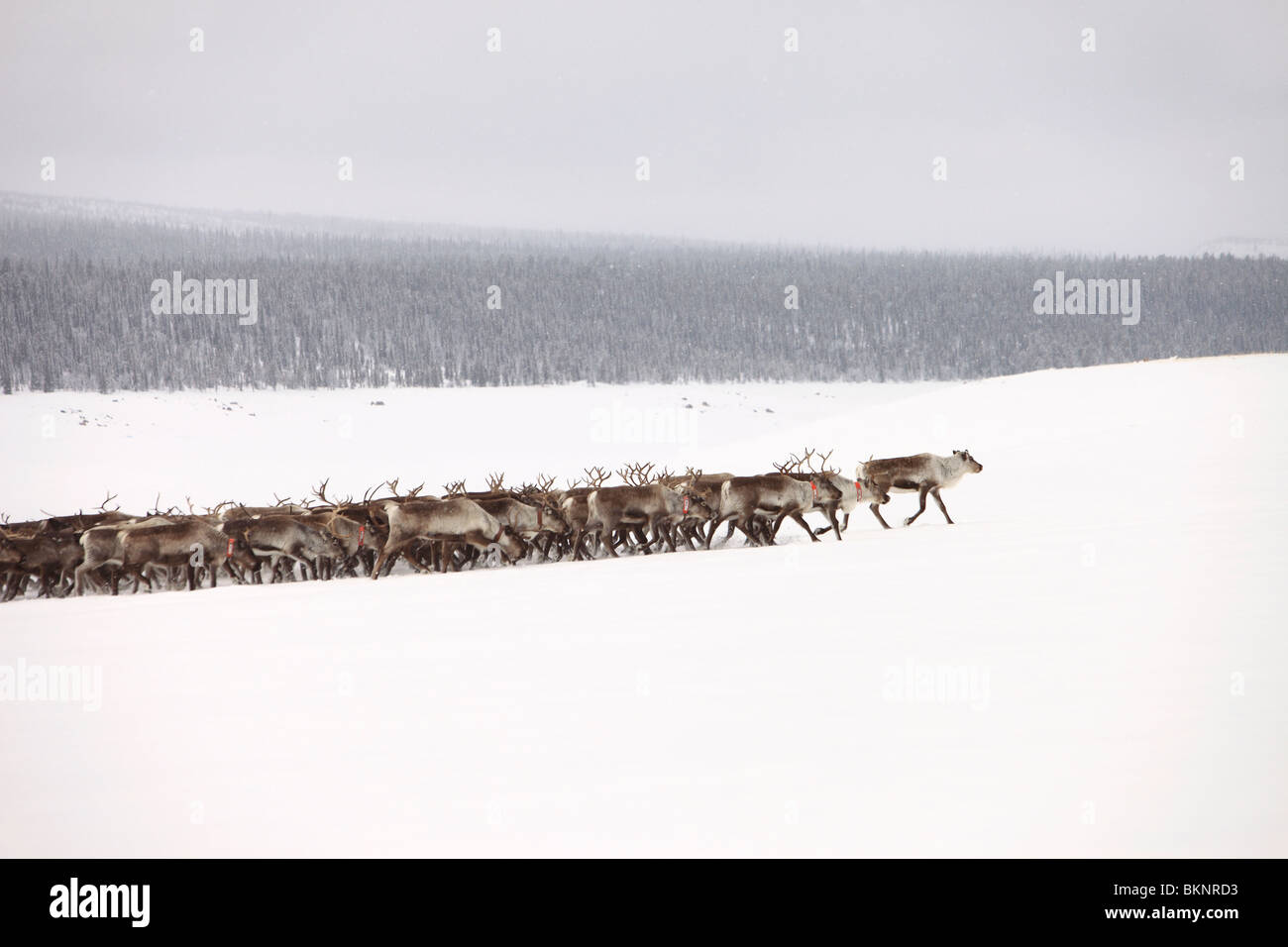 The annual Sami springtime reindeer migration from Stubba nr Gällivare ...