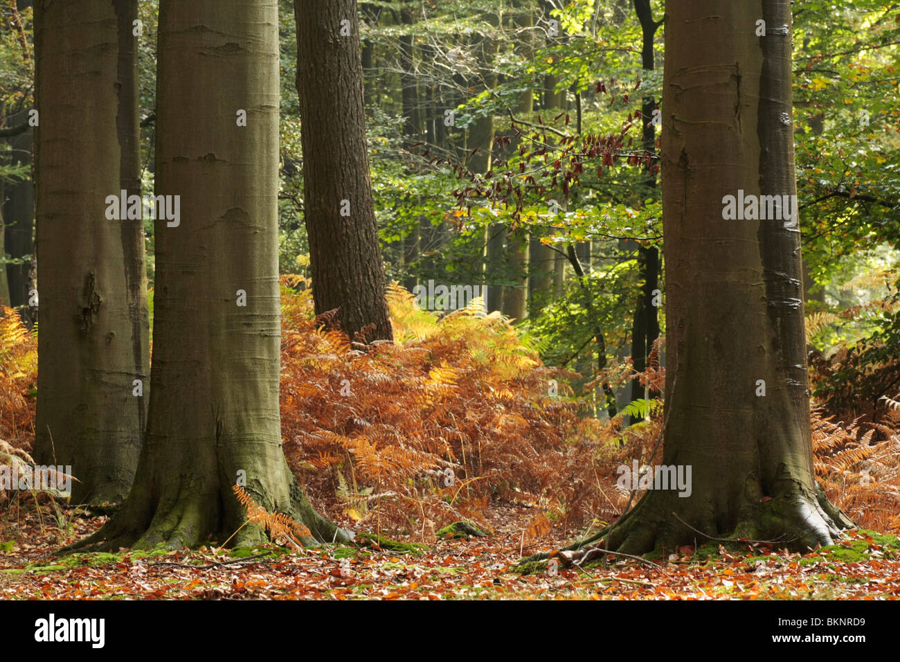 Stammen hi-res stock photography and images - Alamy