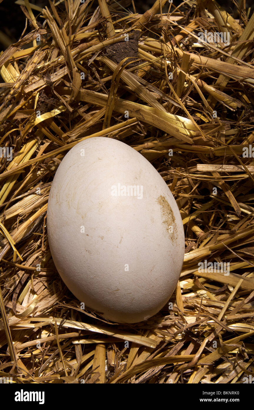 Free Range Goose Eggs Stock Photo - Alamy