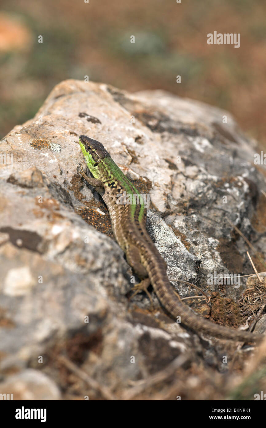 Large lizard hi-res stock photography and images - Alamy