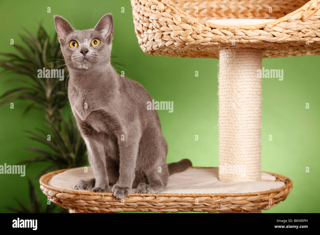 Blue pure breed cats hi-res stock photography and images - Alamy
