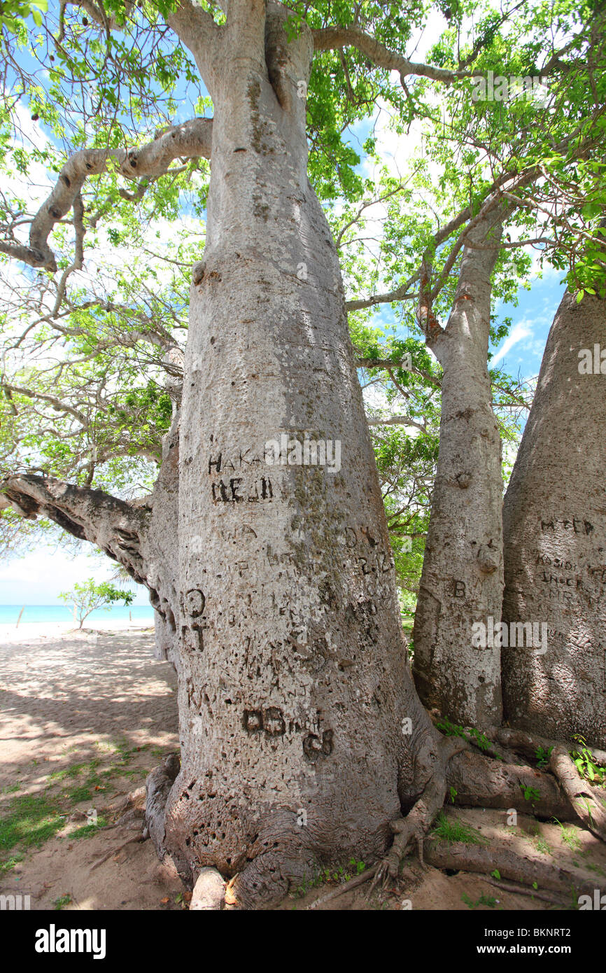 Beach with baobab trees hi-res stock photography and images - Alamy