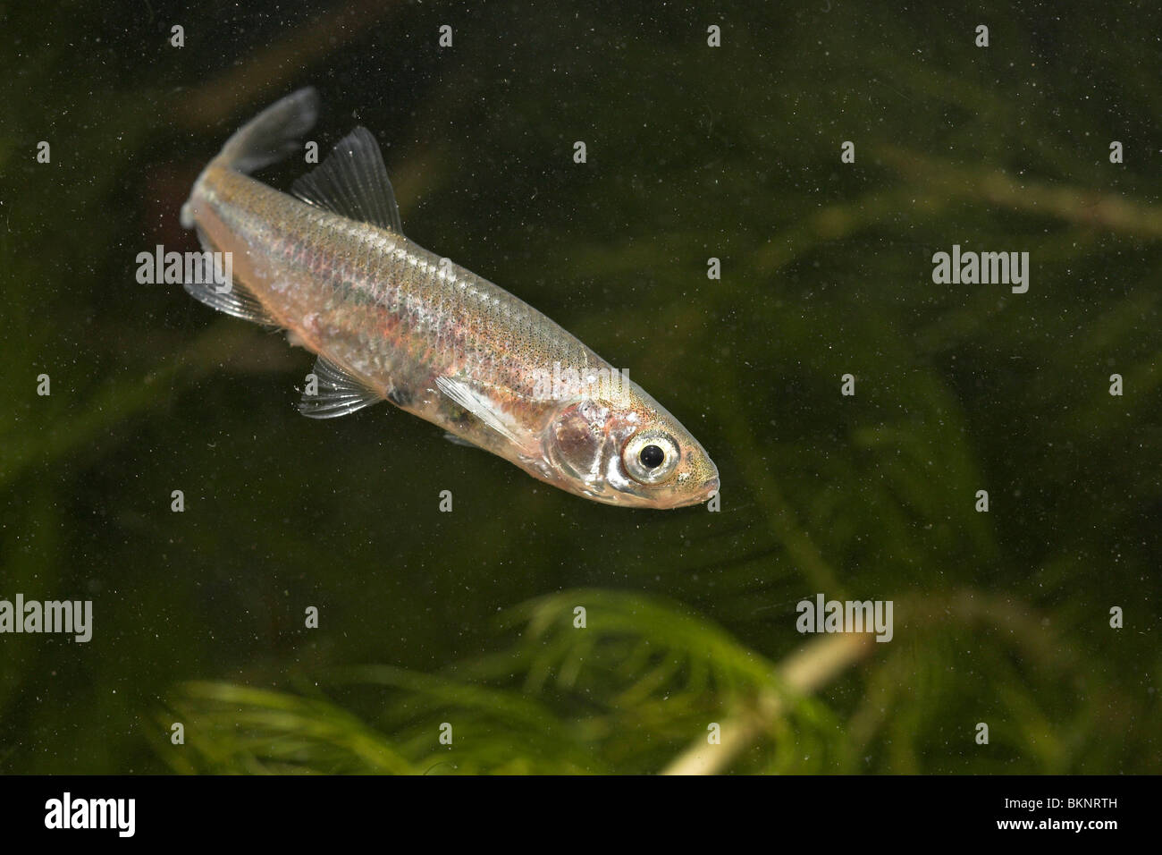 photo of a swimming moderlieschen Stock Photo - Alamy