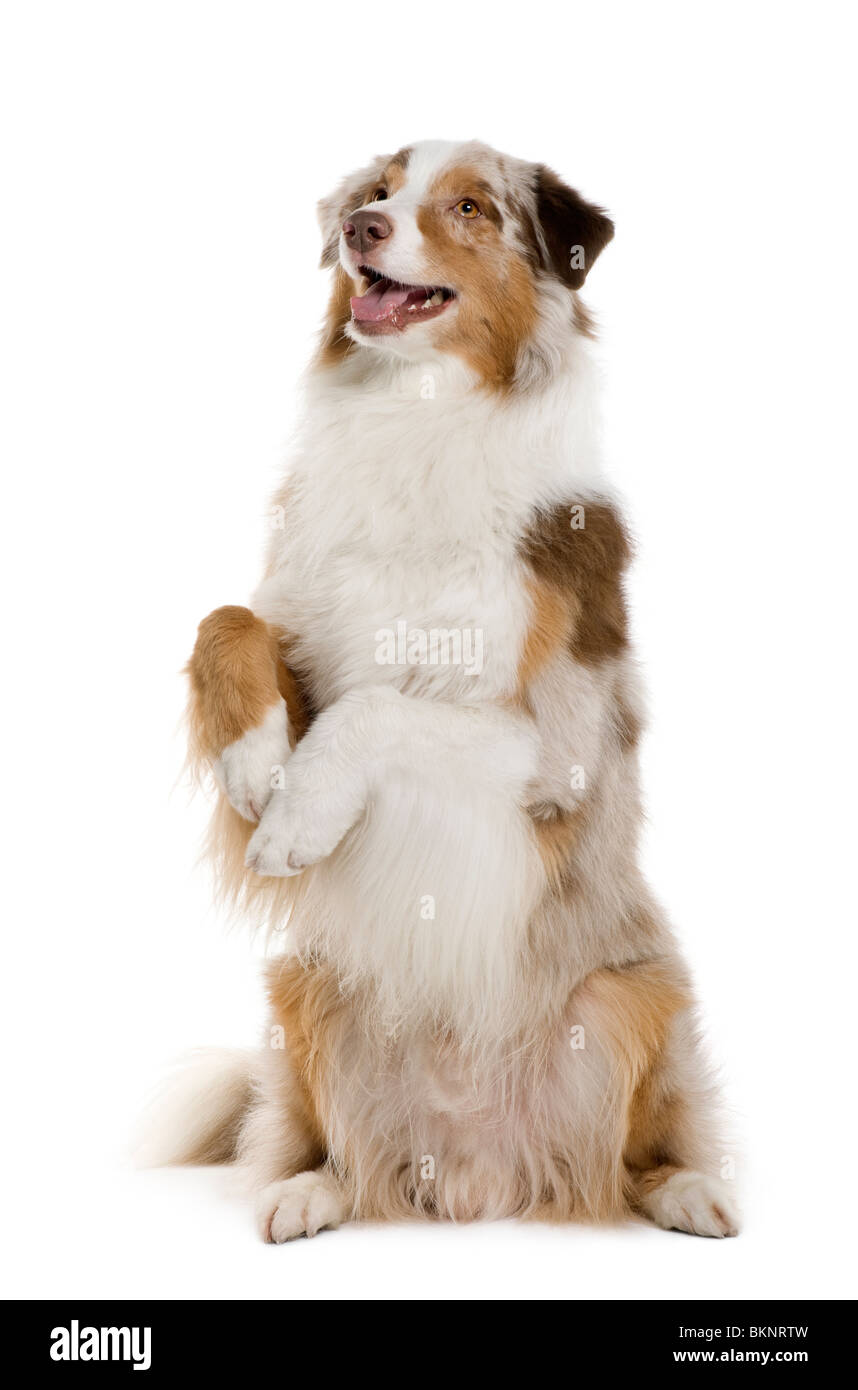 Australian Shepherd dog, 4 Years Old, standing on hind legs in front of ...