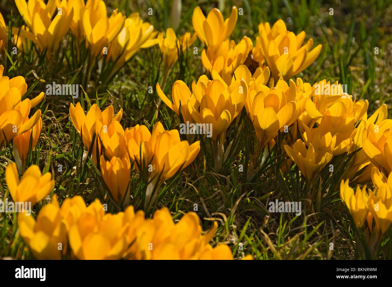 Close up of yellow crocuses crocus flowers flowering in springtime ...