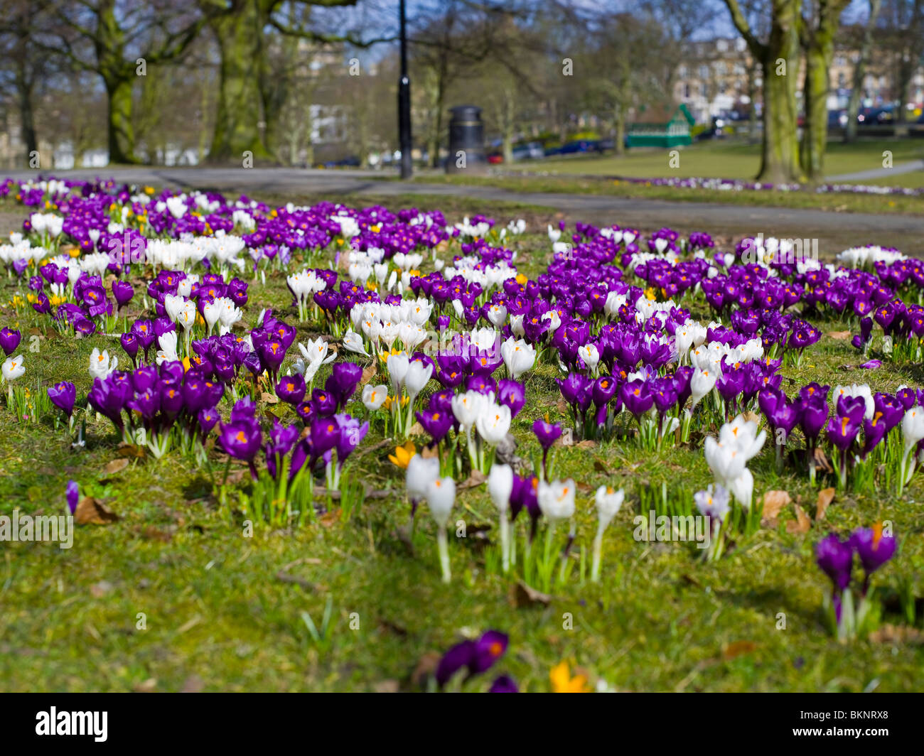 Stray plants hi-res stock photography and images - Alamy