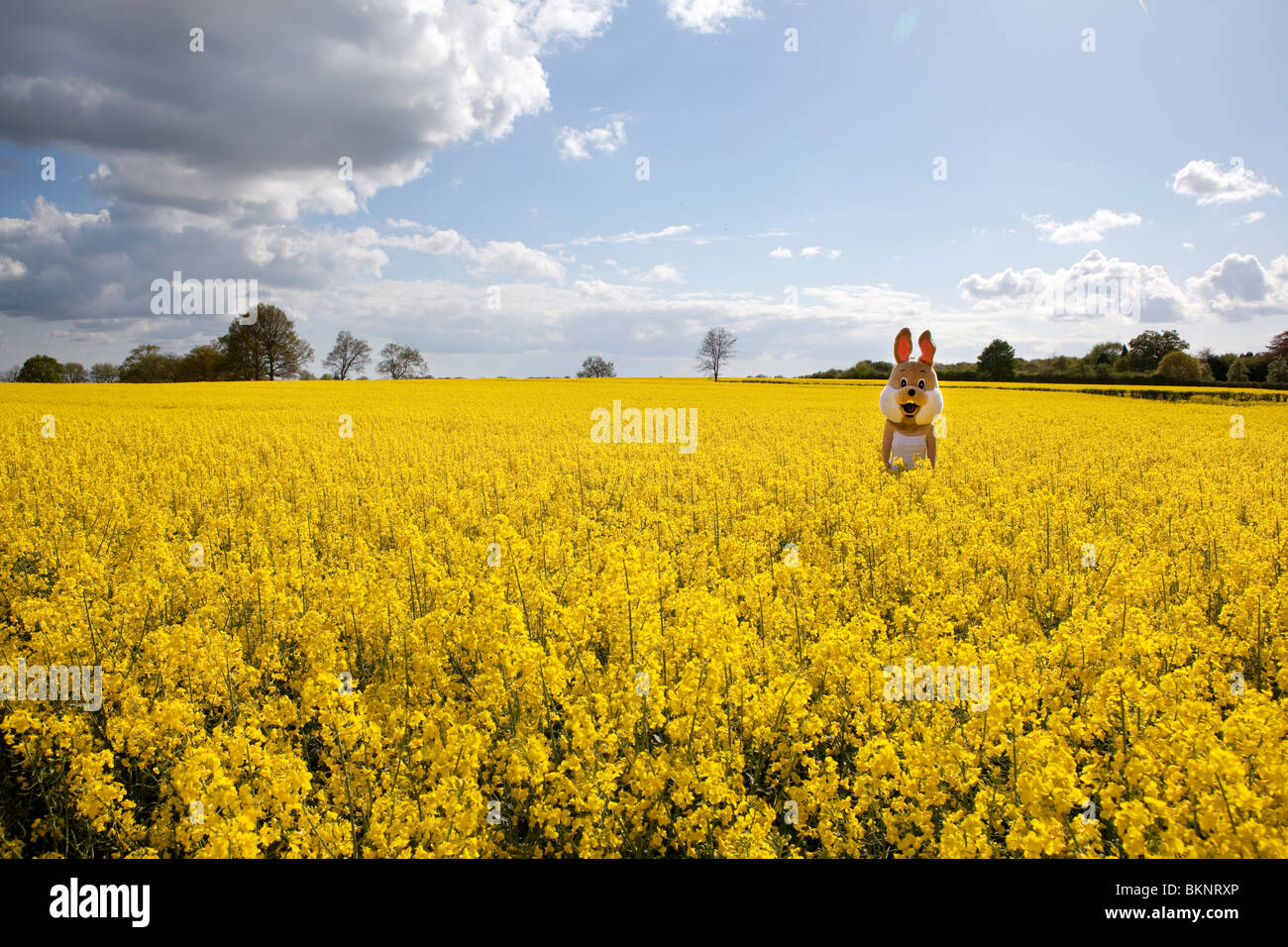 Rabbit in a field Stock Photo - Alamy