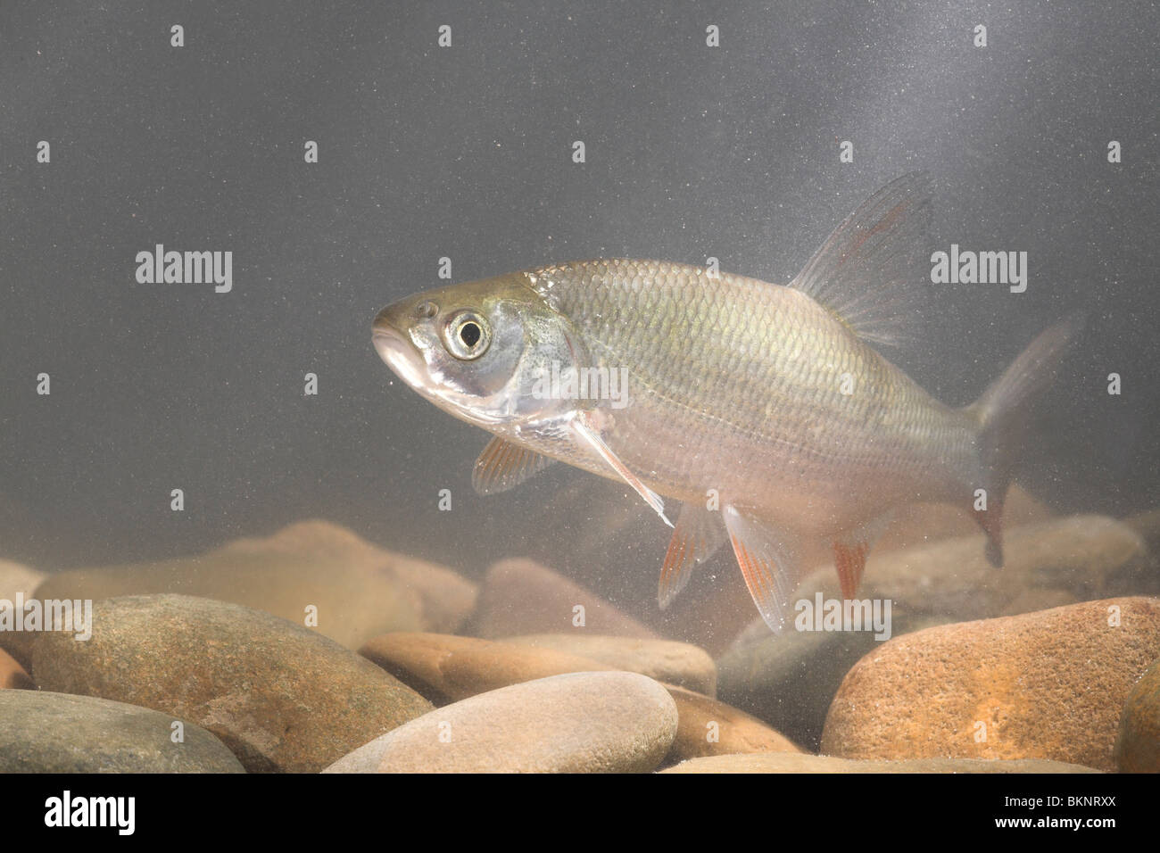 Ide fish hi-res stock photography and images - Alamy