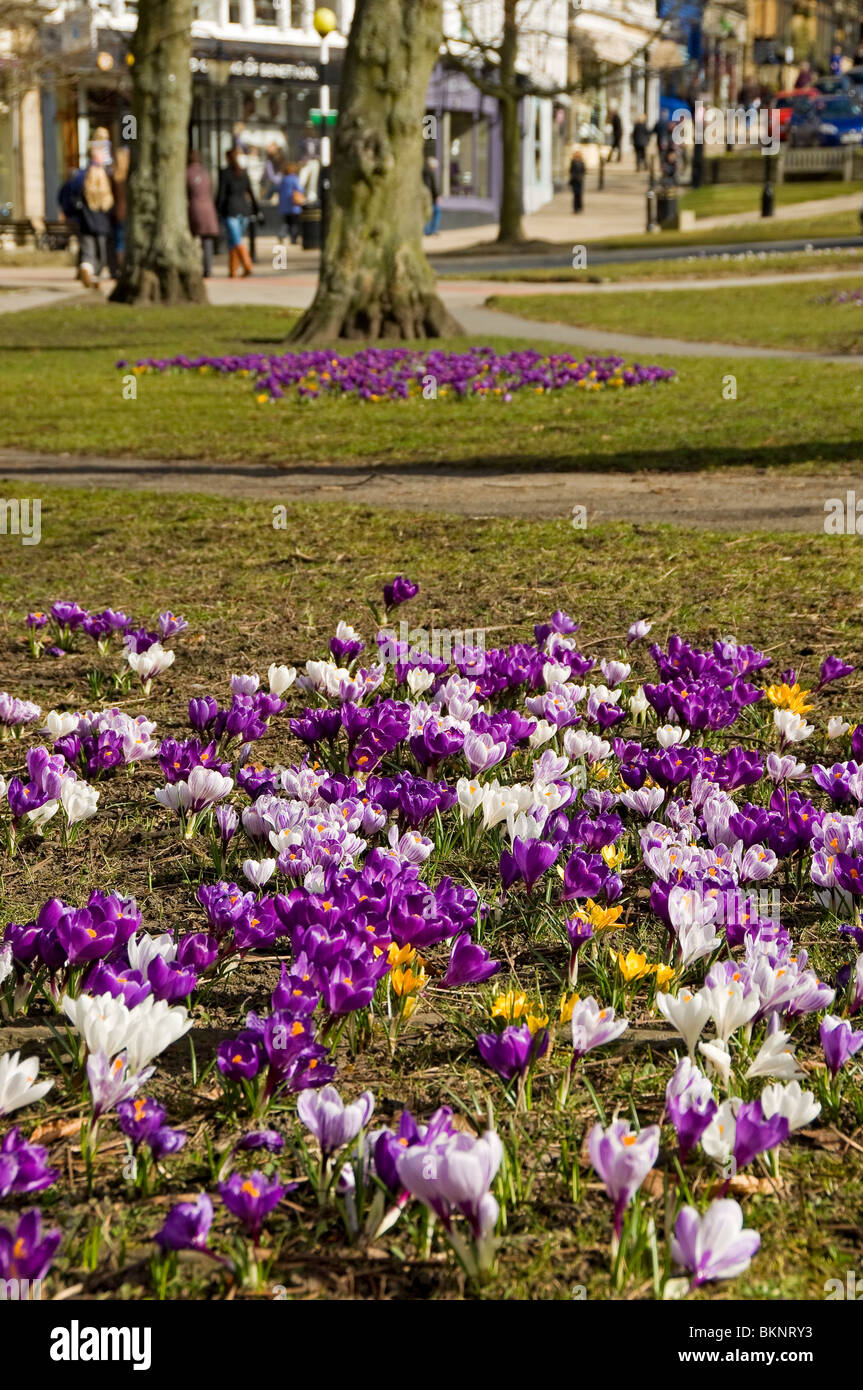 Crocus garden centre uk hi-res stock photography and images - Alamy