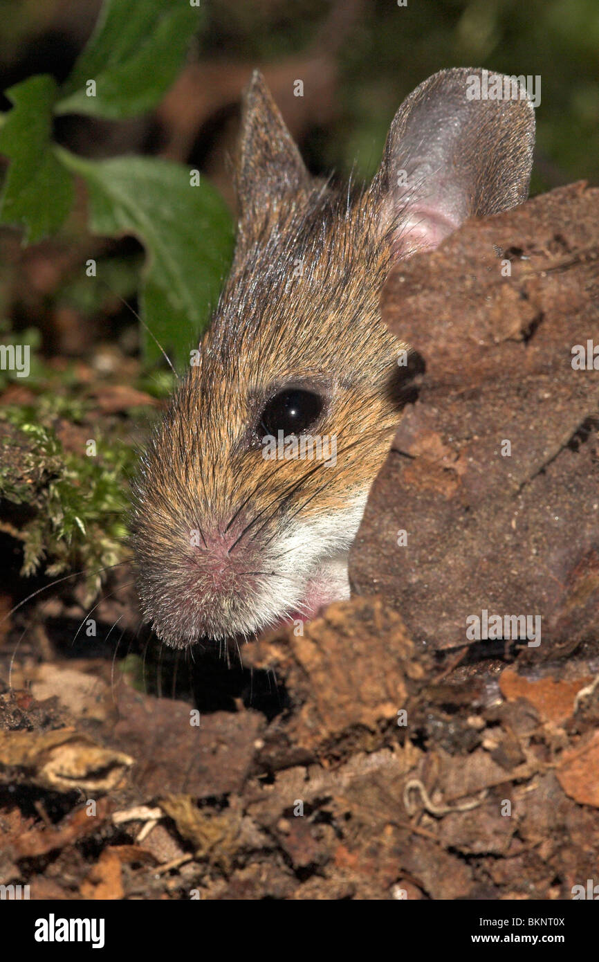 Vertikaal portret van een grote bosmuis hi-res stock photography and ...