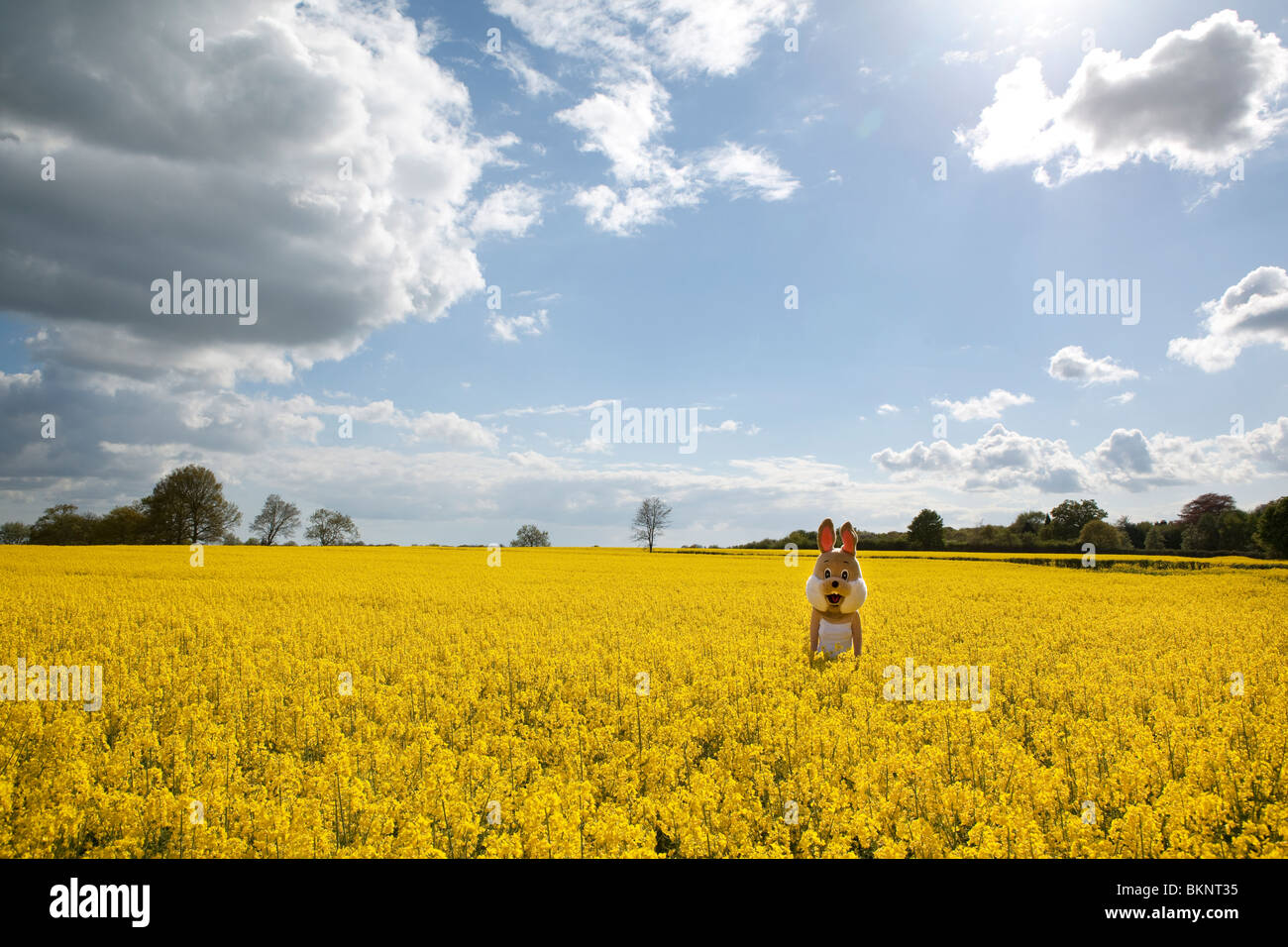 Rabbit in a field Stock Photo - Alamy