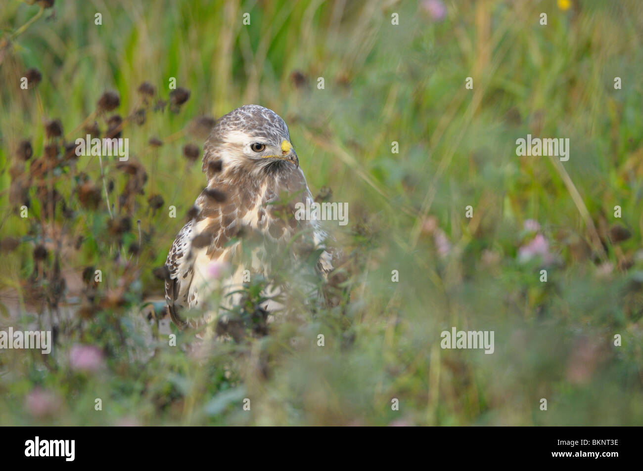 Roadside herbs hi-res stock photography and images - Alamy