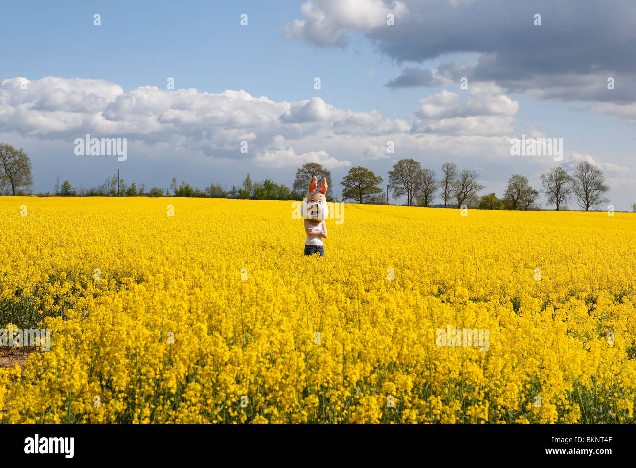 Rabbit in a field Stock Photo - Alamy