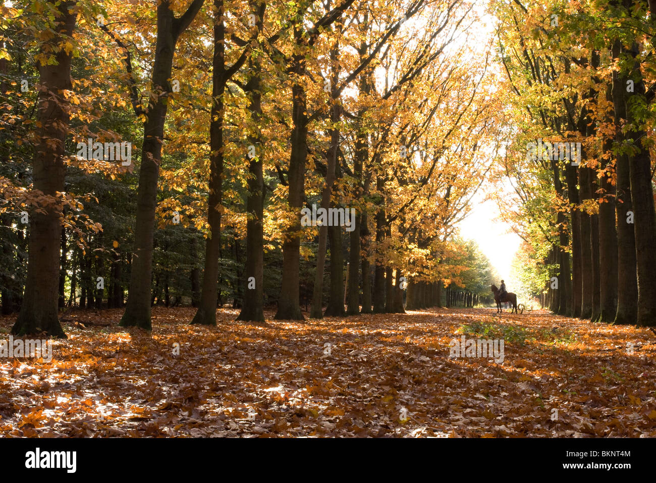 Bomen in rij hi-res stock photography and images - Alamy