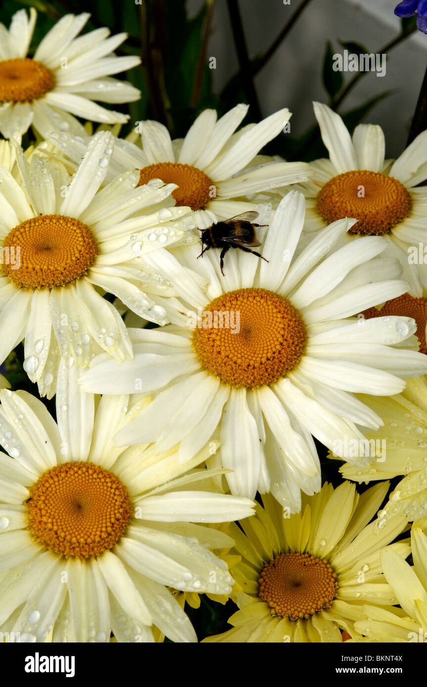 Leucanthemum 'Bright Lights' close up with a bee Stock Photo - Alamy