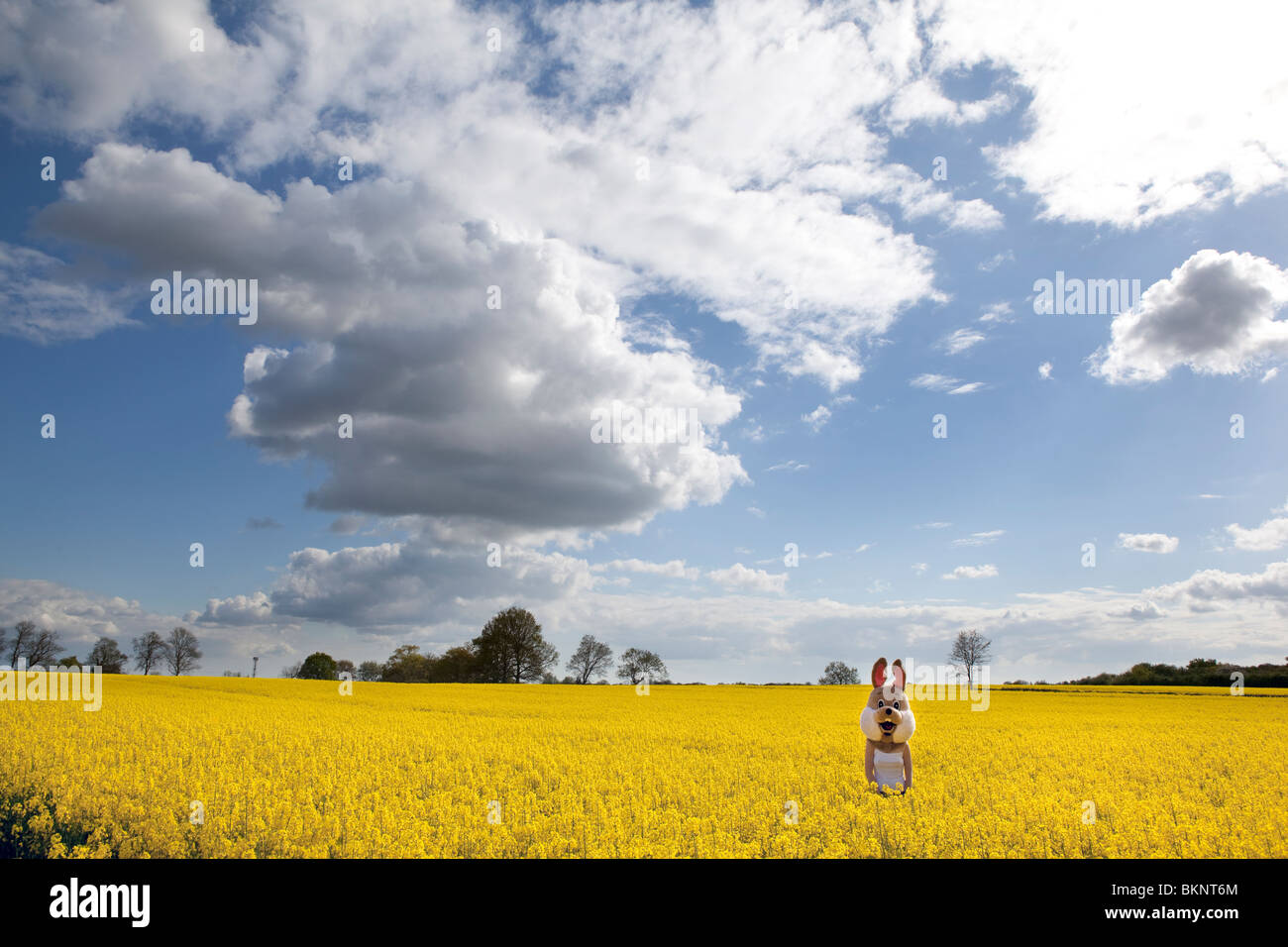 Rabbit in a field Stock Photo - Alamy