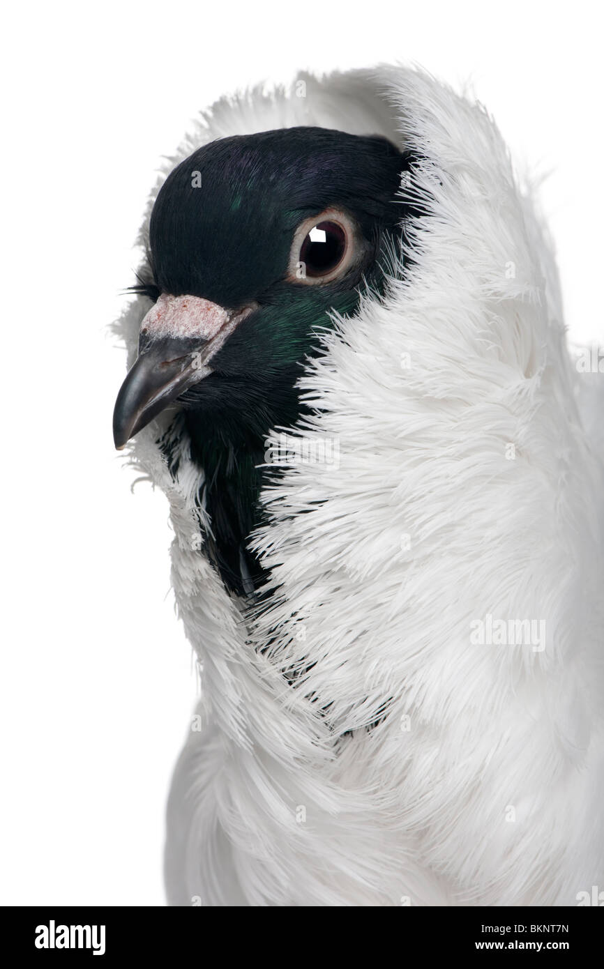 German helmet with feathered feet pigeon in front of white background ...