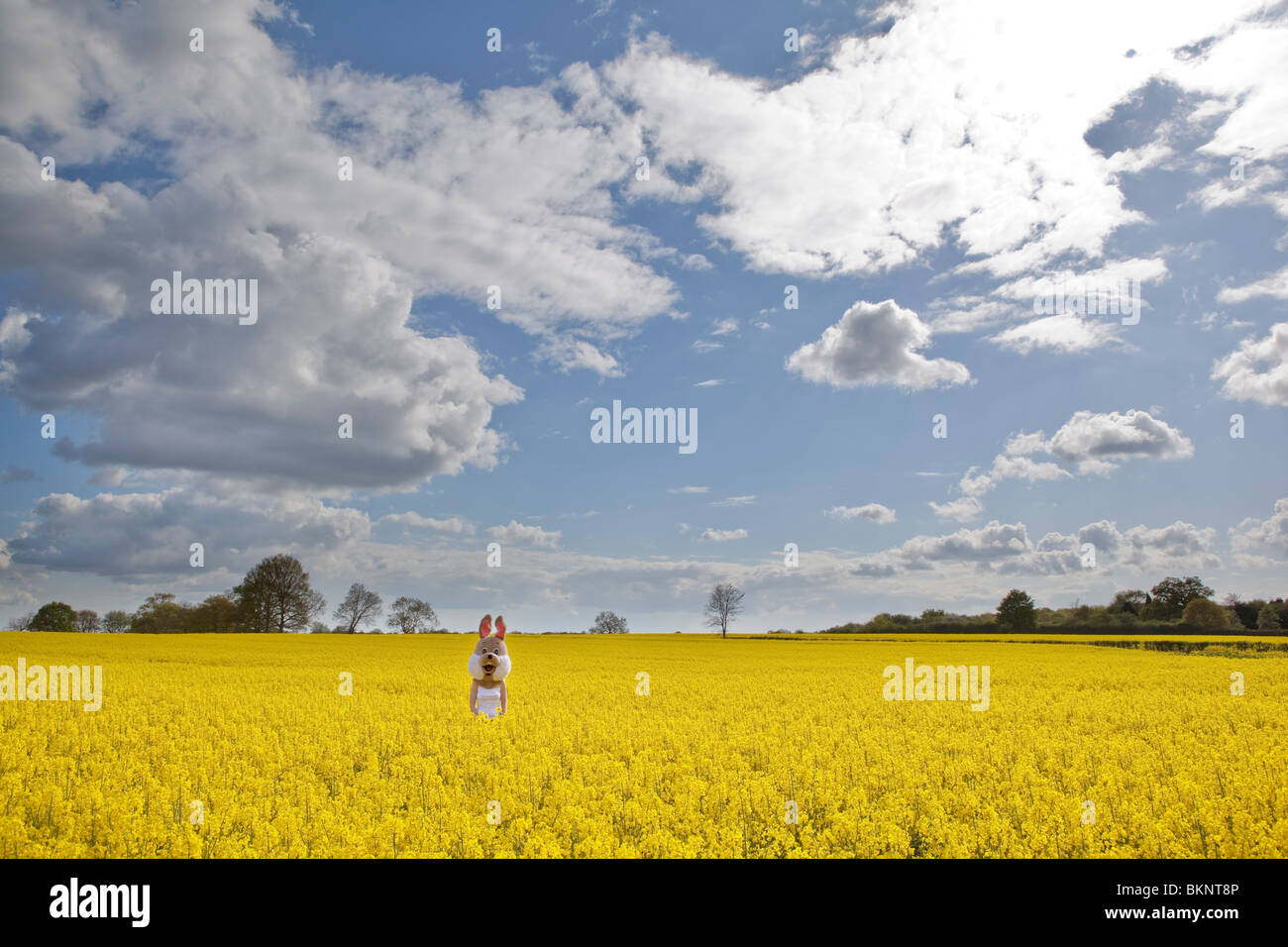 Rabbit in a field Stock Photo - Alamy