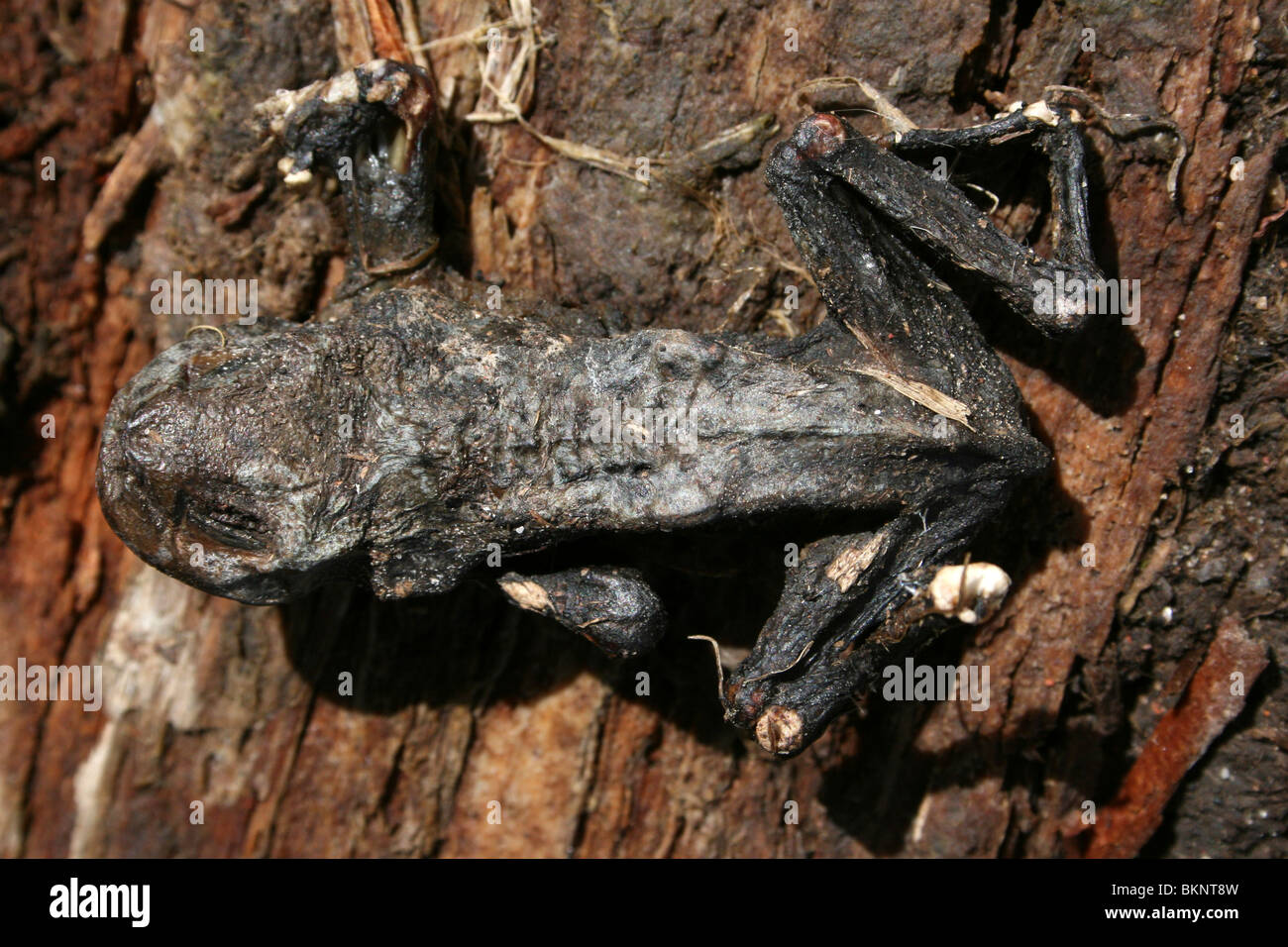 Dead toad hi-res stock photography and images - Alamy