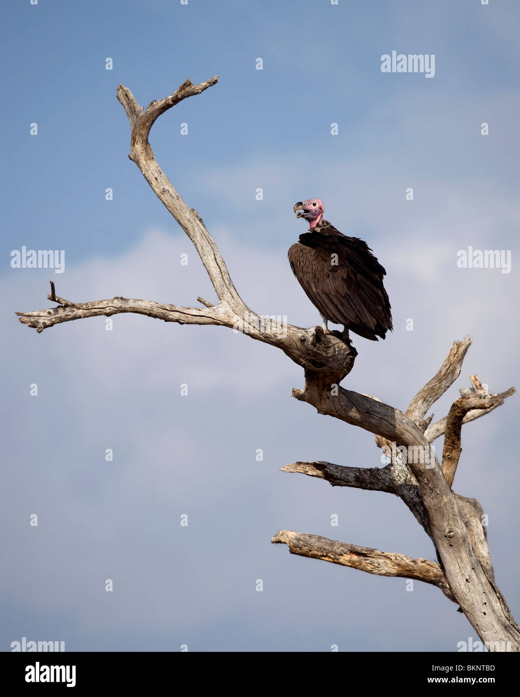 Vulture and perch hi-res stock photography and images - Alamy