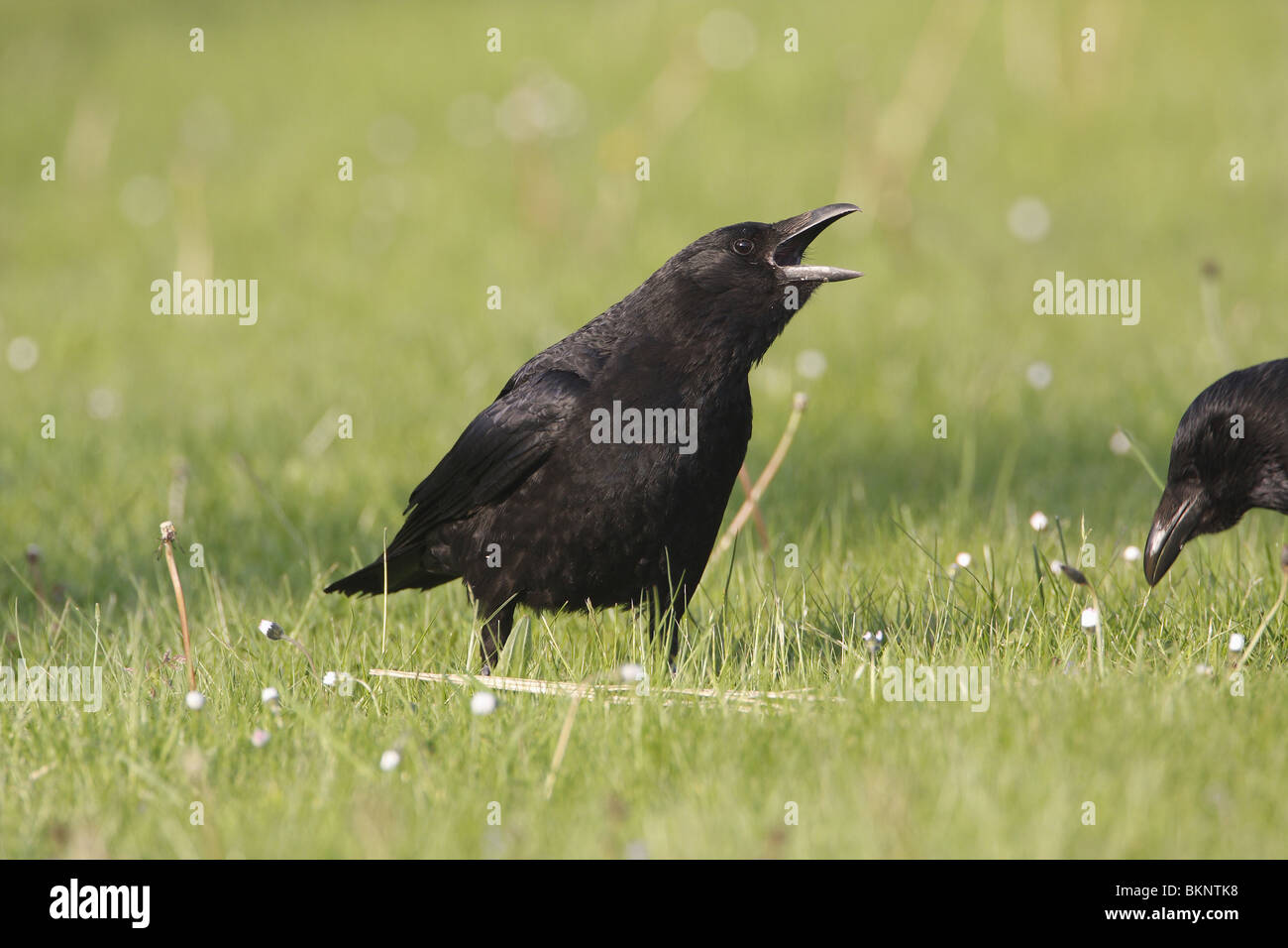 Carrion Crow calling Stock Photo - Alamy