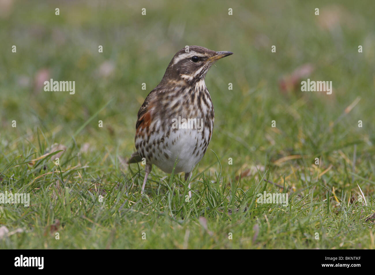 Frontaal hi-res stock photography and images - Alamy