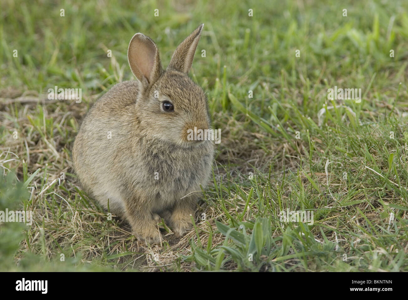 Konijn hi-res stock photography and images - Alamy