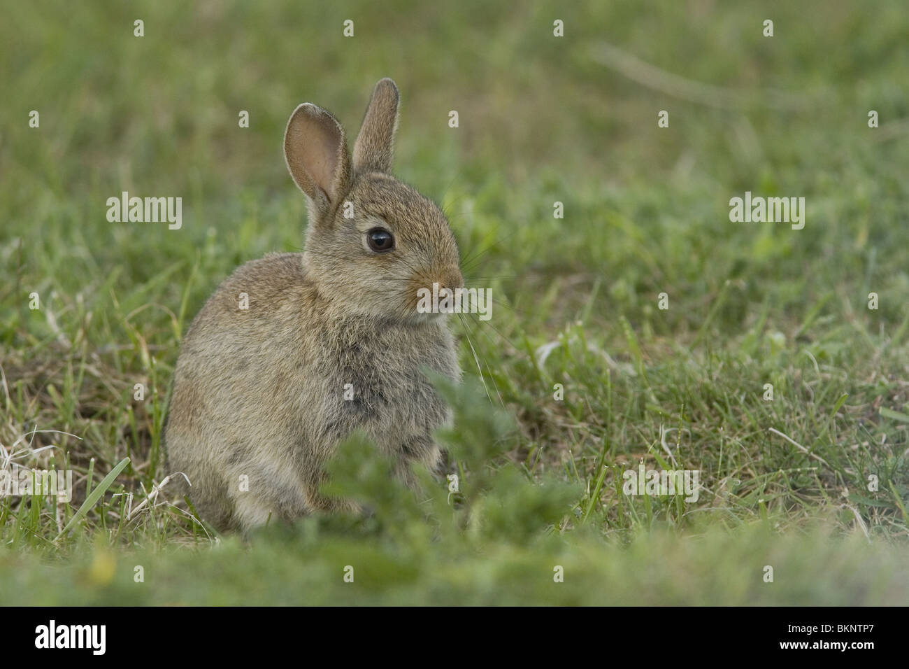 Konijn hi-res stock photography and images - Alamy