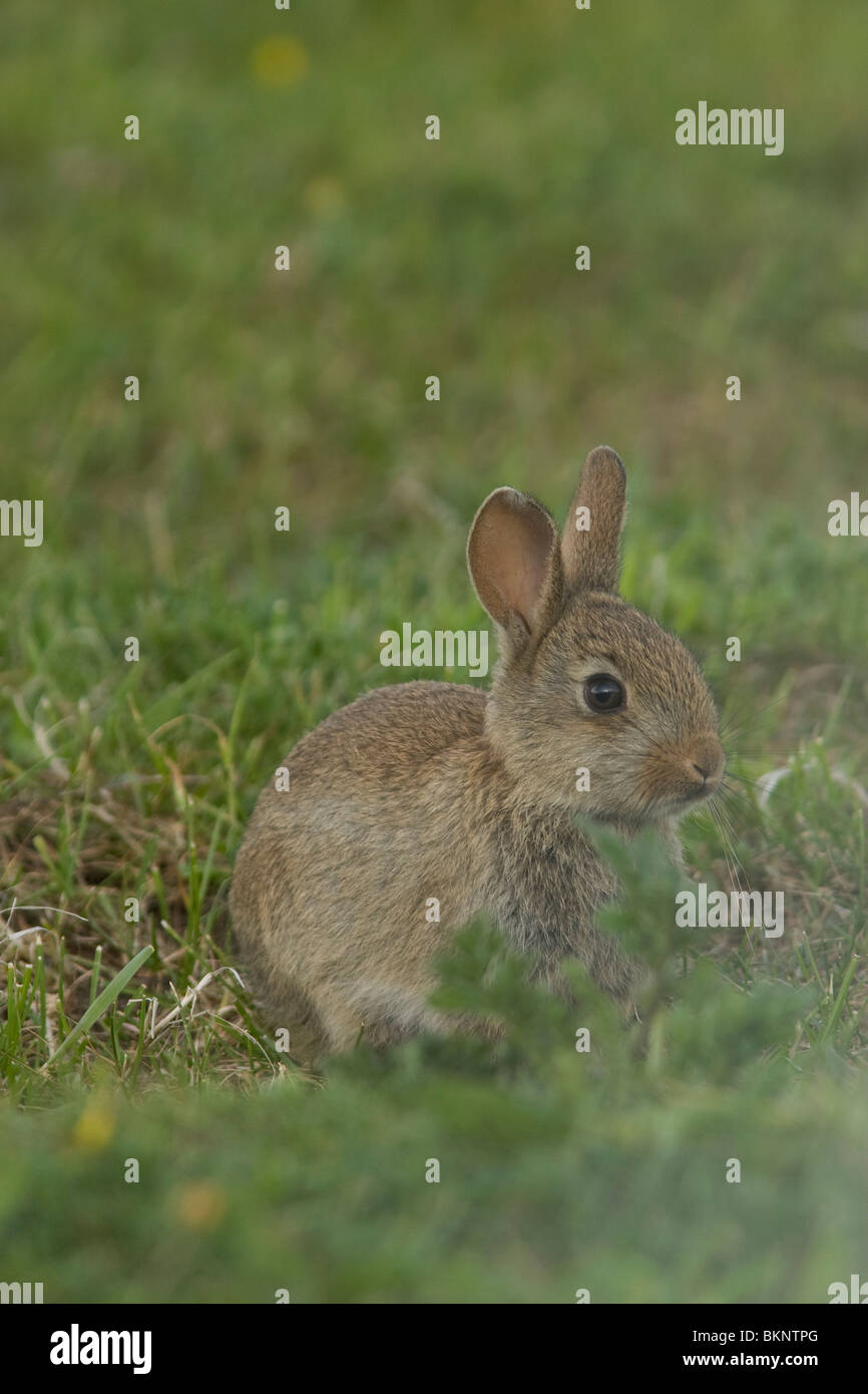 Wild konijn staande opname Stock Photo - Alamy