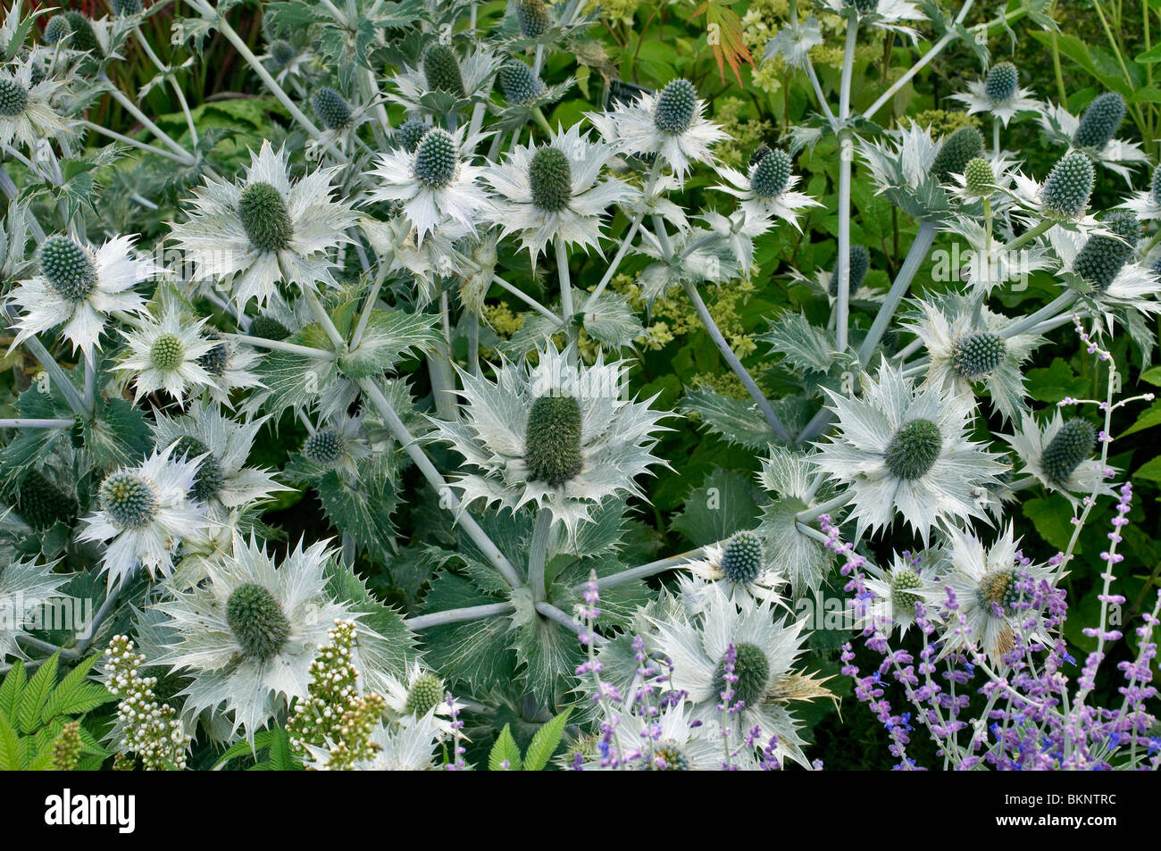 Eryngium giganteum hi-res stock photography and images - Alamy