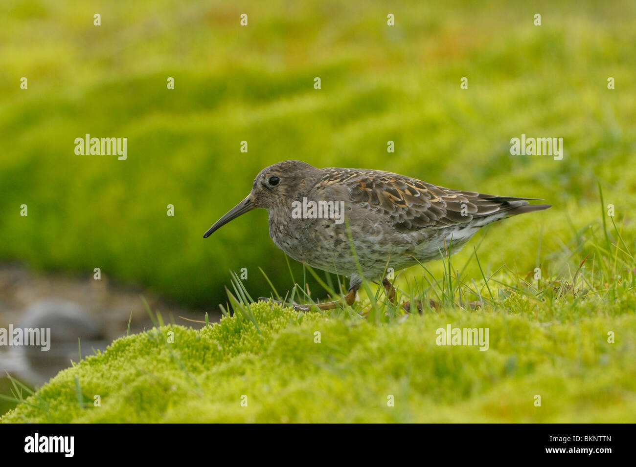 Paarse Strandloper loopt door vegetatie van mos in zijn broedgebied in ...