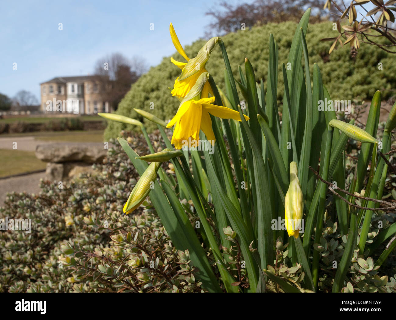 Spring daffodils at Carr Bank Park, Mansfield Nottinghamshire England ...