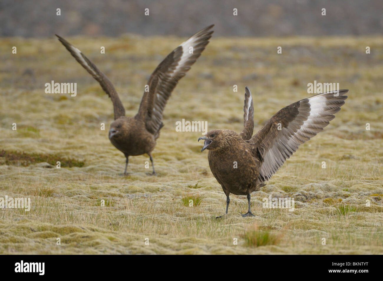 Pair of great skuas hi-res stock photography and images - Alamy