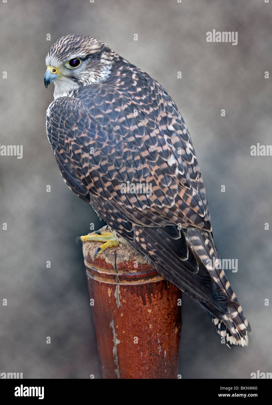 Gyr Saker Falcon (falco cherrug Stock Photo - Alamy