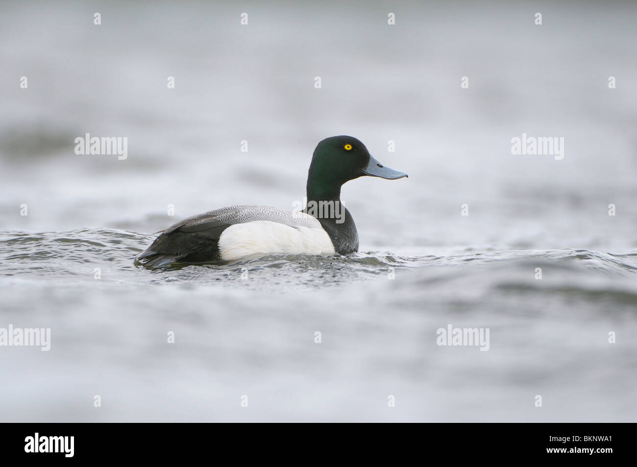 Zwemmende man topper met grauw weer; Swimming male Scaup on a dull day ...