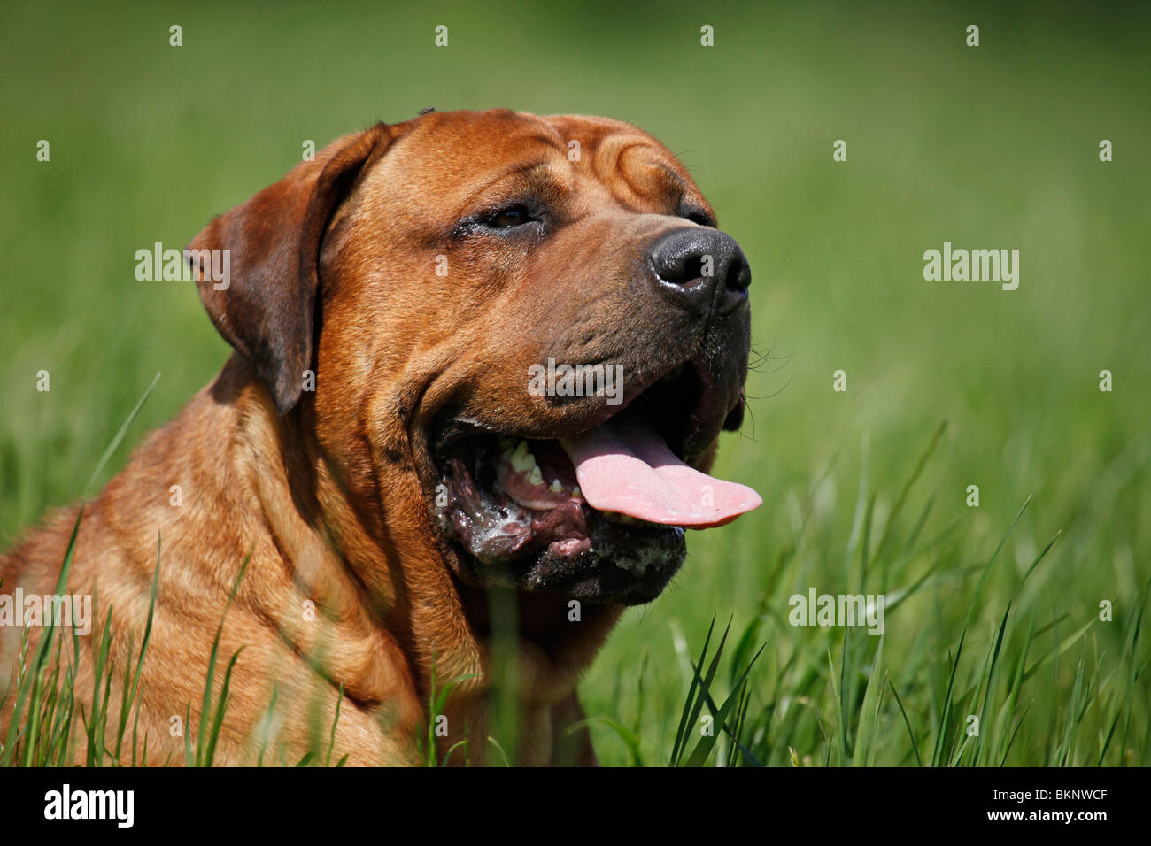 Tosa Inu Portrait Stock Photo - Alamy