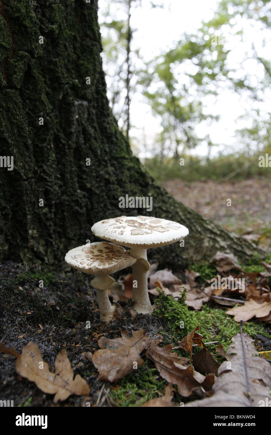 False death cap near common oak Stock Photo - Alamy