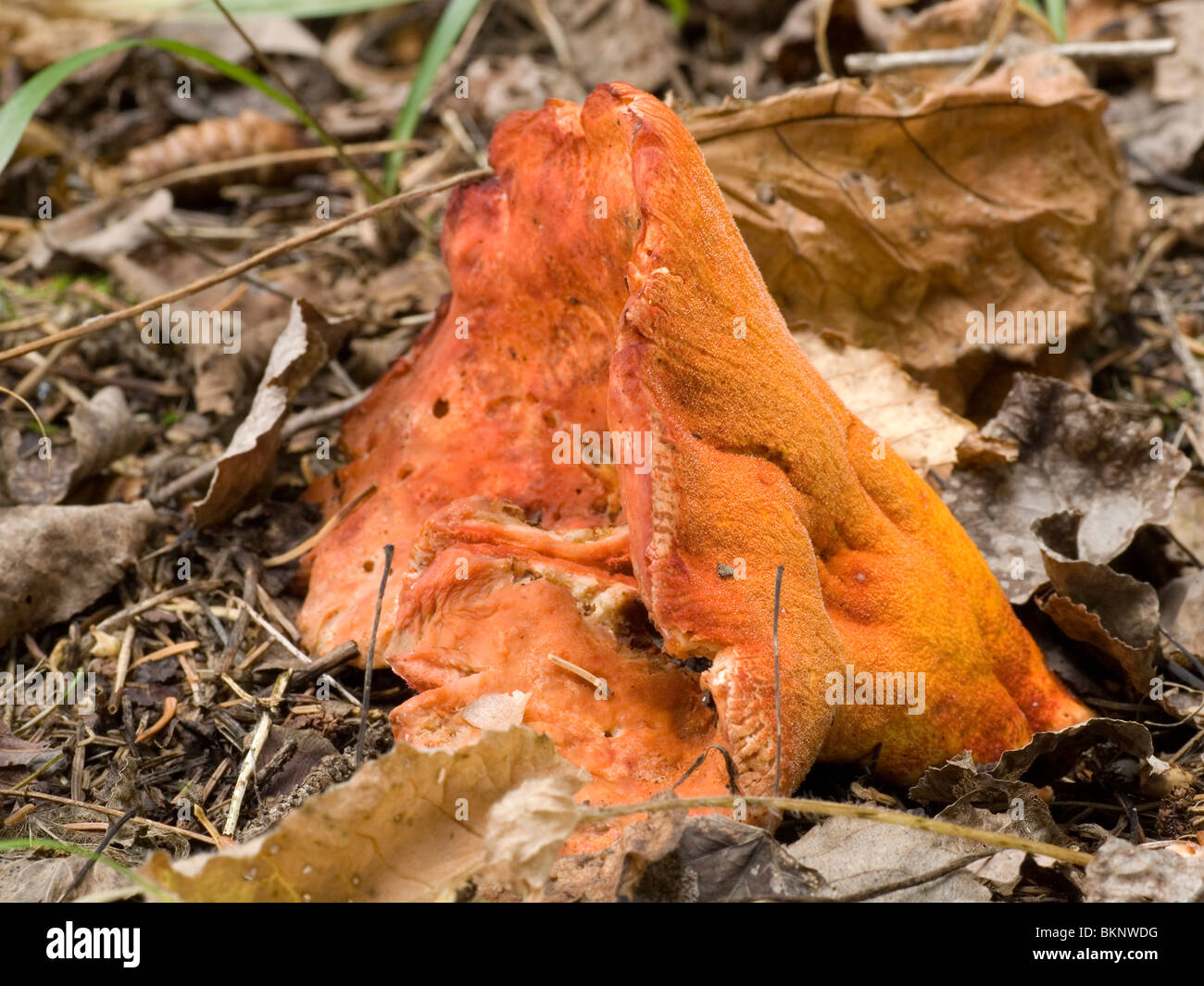 Hypomyces hi-res stock photography and images - Alamy
