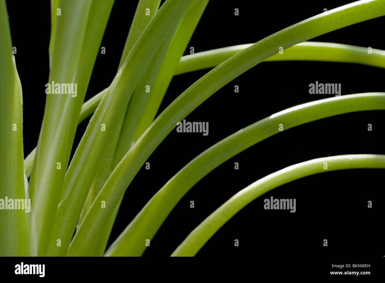 Stem foliage hi-res stock photography and images - Alamy