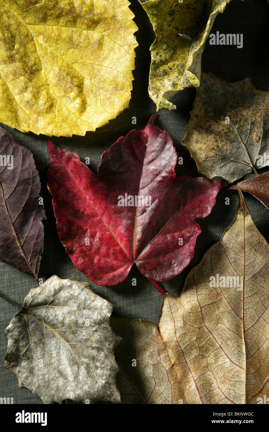 Leaves still of autumn leaves, dark wood background, fall classic ...