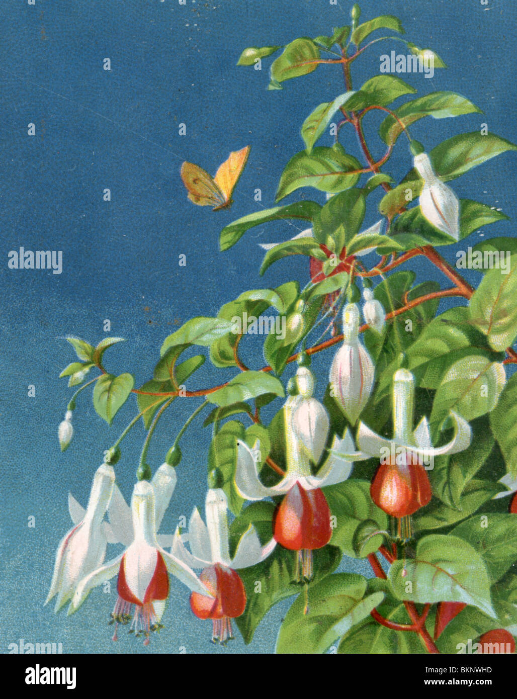 Fushias hi-res stock photography and images - Alamy