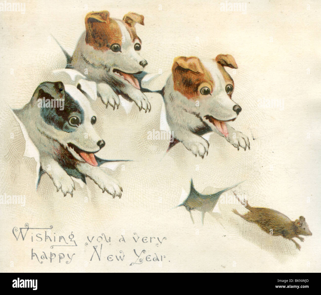 Three Dogs Chasing a Rat Stock Photo - Alamy