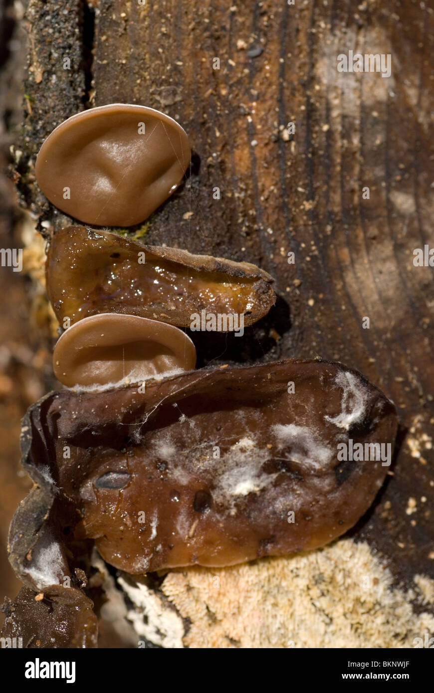 Jelly Ear in different stages Stock Photo - Alamy