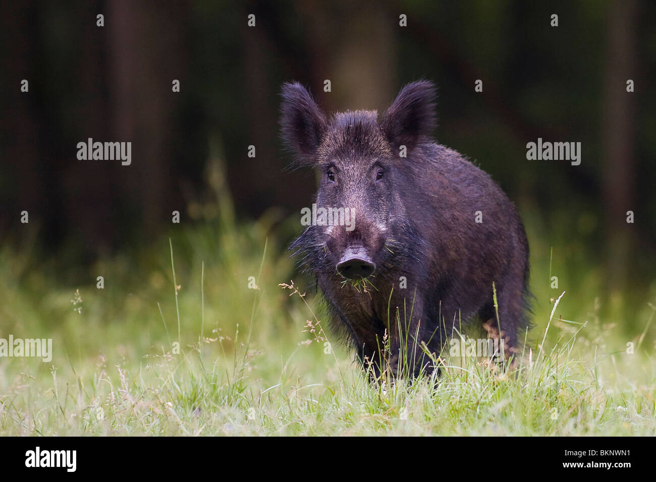 Wild zwijn op akker; Wild boar Stock Photo - Alamy