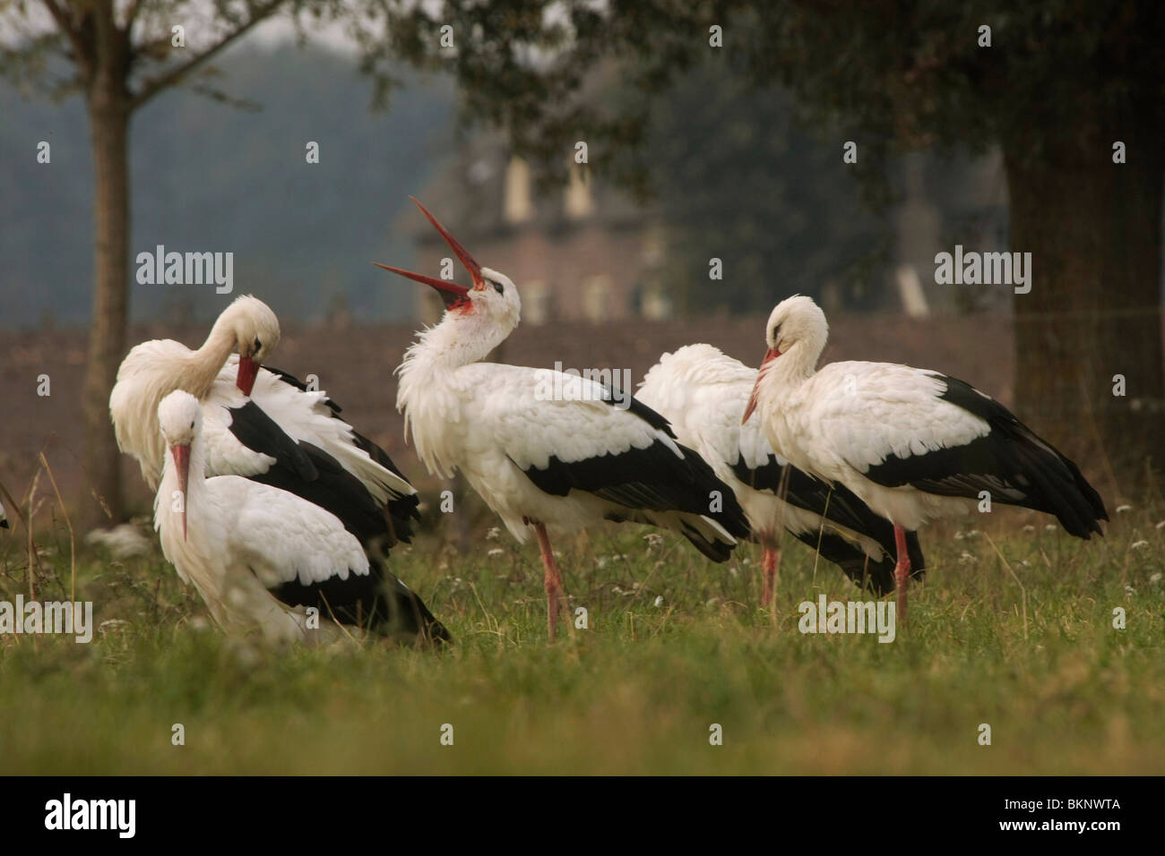 Five White Storks in a meadow, in the background a farmhouse Stock ...