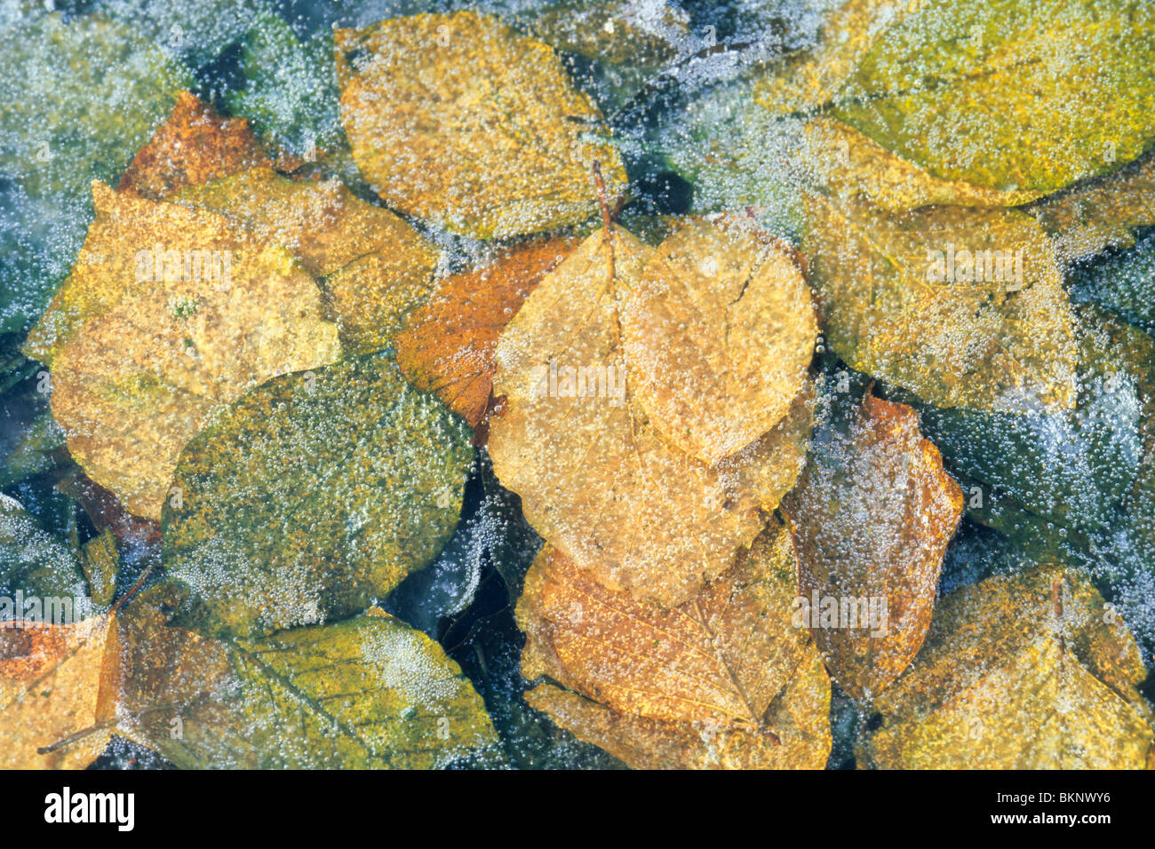 Leaves captured in ice Stock Photo - Alamy